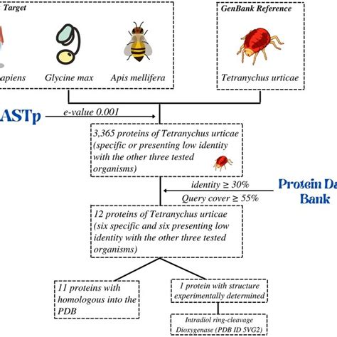 Flowchart Of The Analyses Performed To Identify Specific Proteins Of Download Scientific