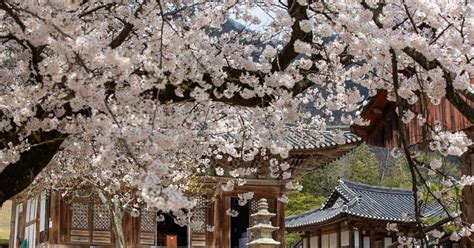 코레일관광개발 ‘템플스테이 테마 기차여행 확대