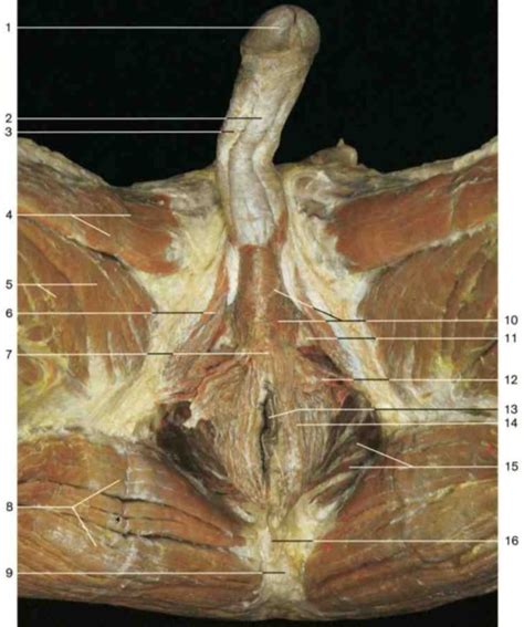 pelvis 1 diagram quizlet