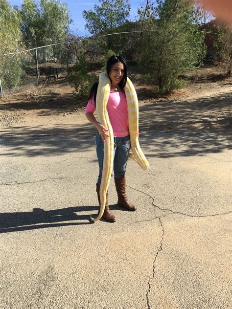 Albino Burmese Python Anaconda Burmese Python Reptile Snakes