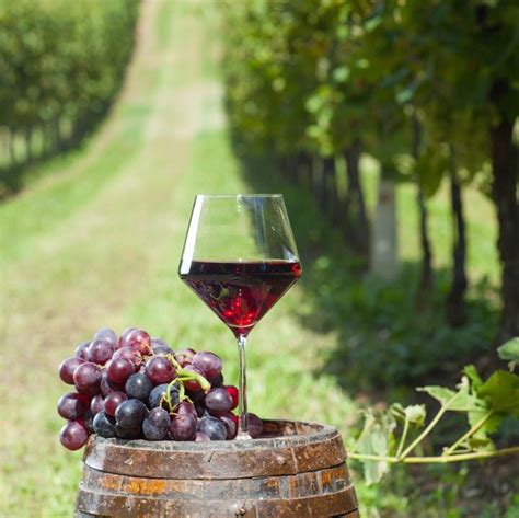 ვაზი და ღვინო