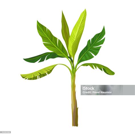 야생 바나나 팜 큰 밝은 녹색 잎 열 대 과일 나무의 만화 아이콘입니다 Infographic 그래픽 디자인 요소입니다 자세한 평면 벡터 일러스트 레이 션 0명에 대한 스톡