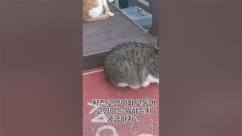치즈 고양이와 고등어 고양이는 뭐하는지 궁금하지？ Youtube