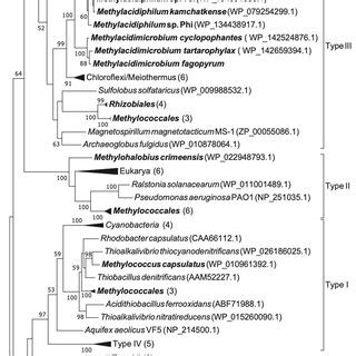 Phylogenetic Tree Of Genes Encoding Different Types Of Putative