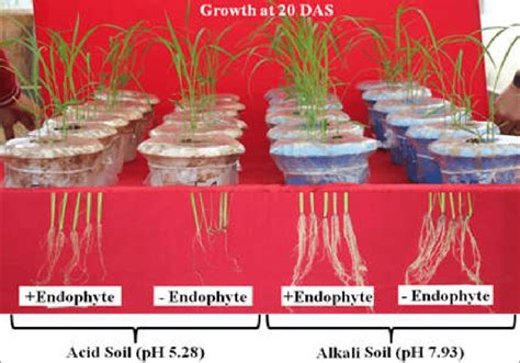 Soil Acidity Related Constraints Affecting Growth Of Above And Download Scientific Diagram