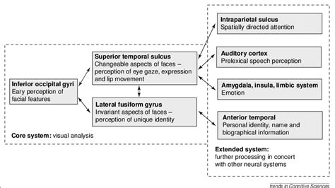 A Model Of The Distributed Human Neural System For Face Perception The Download Scientific