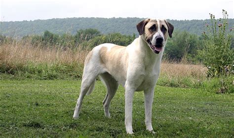 Anatolian Shepherd Breed Information Vetstreet Vetstreet