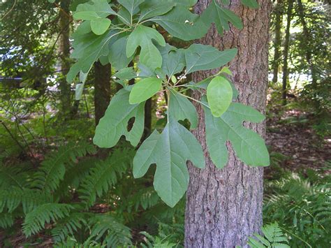 Sassafras Alchetron The Free Social Encyclopedia