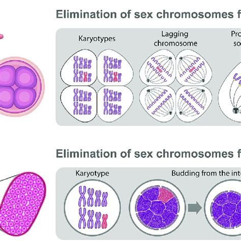 sex chromosome elimination in bandicoots a and sciarid flies a b