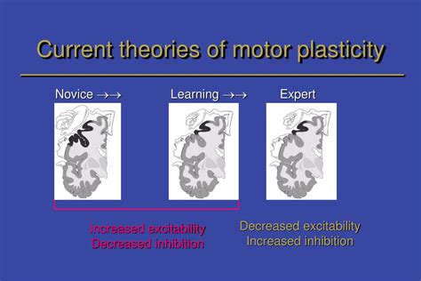 Ppt Cortical Plasticity What You Need To Know When Teaching Surgeons New Tricks Powerpoint
