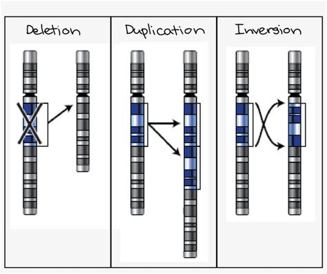 Diagram Schematically Representing A Deletion Duplication Mutation