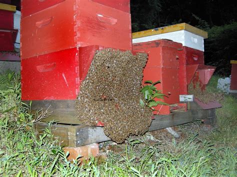 Keeping Your Bees Cool Understanding Bee Bearding