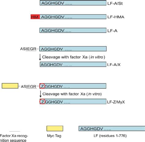 Schematic Representation Of Various Lf Proteins All Proteins Except Download Scientific