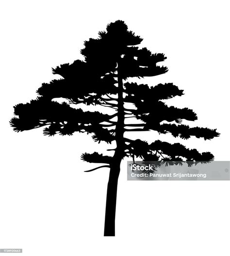 소나무 실루엣은 흰색 배경에 분리되어 있다 벡터 그림입니다 0명에 대한 스톡 벡터 아트 및 기타 이미지 0명 가문비나무 검은색 Istock