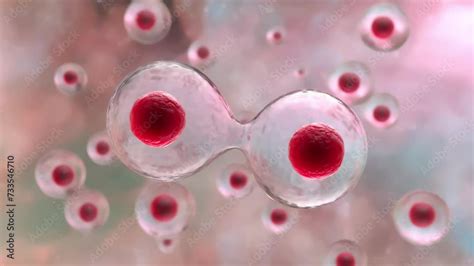 Cell Division Inside Human Body Cells Divide And Multiply 3d