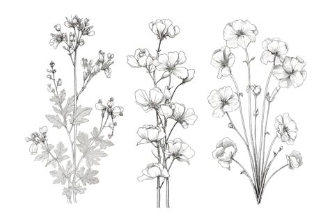 피 유채 자연 식물 장식 컬렉션의 상세한 식물 도면 세트 벡터 일러스트 절연 컬렉션 열대 잎 세트 프리미엄 벡터