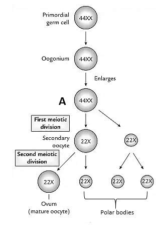 Construct A Flow Chart Exhibiting Sequential Events Of Oogenesis