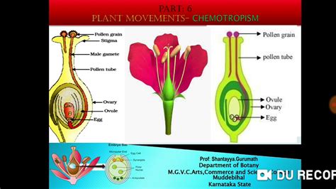 Chemotropism In Plants