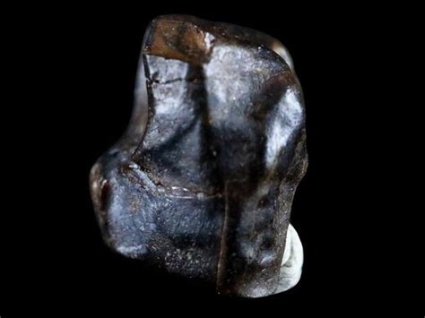 10055 Rare Centrosaurus Fossil Tooth Ceratopsid Dinosaur Judith Rive