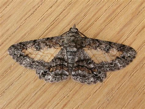 Model Prediction Accuracy Versus Interpretation In Machine Learning MachineLearningMastery Com