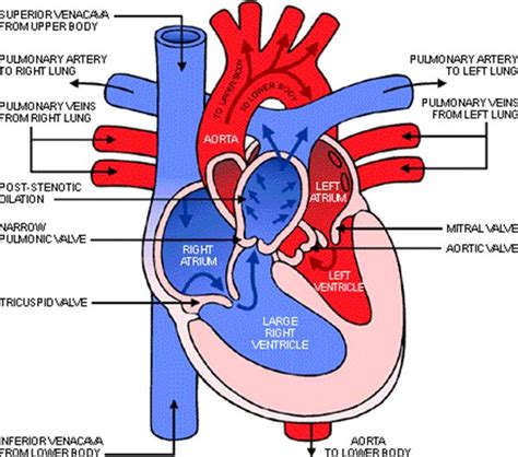 Color Coded Heart Diagram