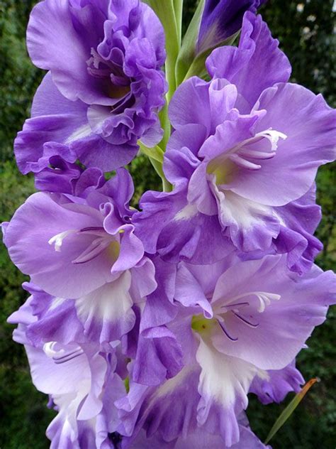 Гладиолус Сорт Андромеда - Поиск в Google | Gladiolus flower, Purple ...