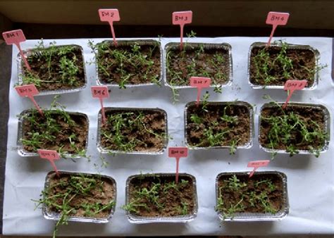 Pot Experiment For Analyzing Variability Among Accessions Variability