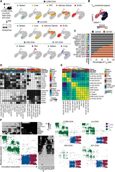 Single Cell Protein Expression Profiling Resolves Circulating And