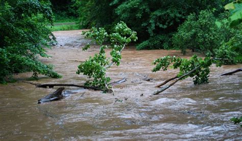 Excelsior Flash Flood Trashes Trees
