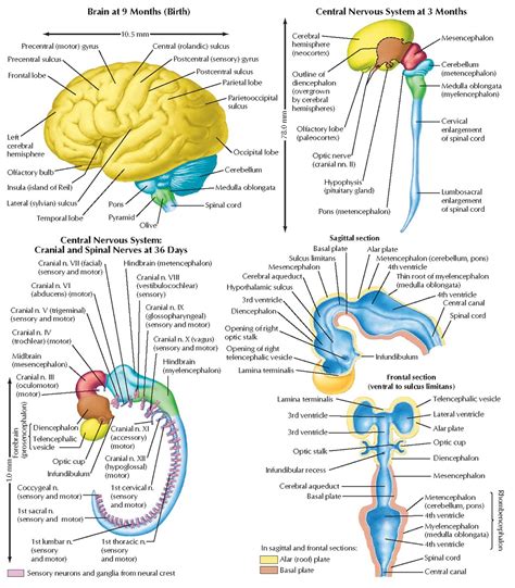 Development Of The Nervous System Pediagenosis