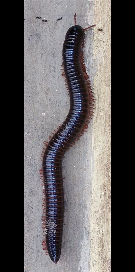 Cherry Millipede Death Help R Millipedes