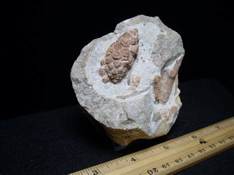 Fossil Pine Cone 021919w The Stones And Bones Collection