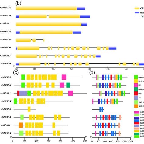 Phylogenetic Gene Structure Conserved Protein Structure And Motif