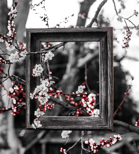 Sandra Rouse Photography