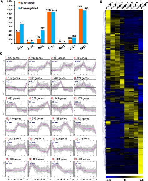 Gene Expression Dynamics During The Different Stages Of Flower