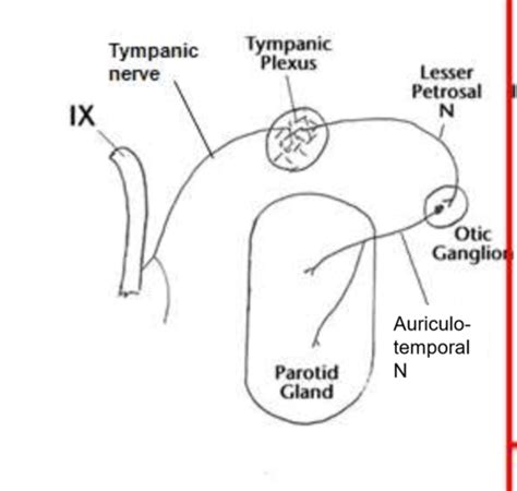 Head And Neck Anatomy Infratemporal Fossa Flashcards Quizlet