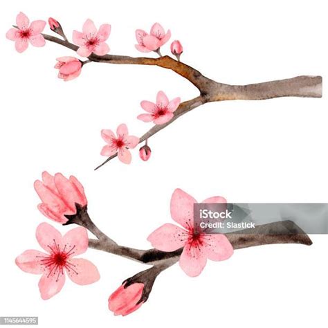 흰색 배경에 고립 손으로 그린 수채화 벚꽃 섬세 한 꽃입니다 일본 사쿠라 결혼식 초대장 포장 직물 표지 엽서 인사말 카드 블로그 및 로고 디자인 결혼식에 대한 스톡 벡터