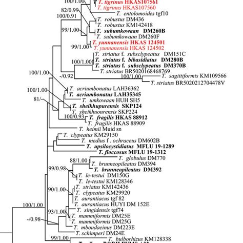 Strict Consensus Tree Illustrating The Phylogeny Based On The Combined