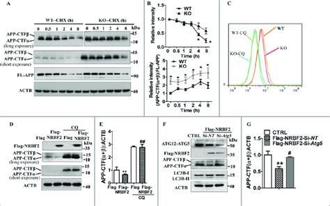 Involvement Of Autophagy For Nrbf2 Mediated The Regulation Of App Ctfs Download Scientific