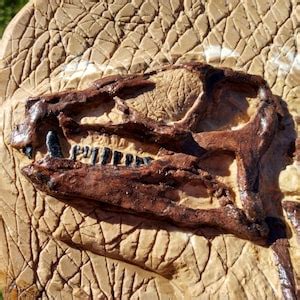 Heterodontosaurus In Matrix Fossil Dinosaur Stone Plate Etsy