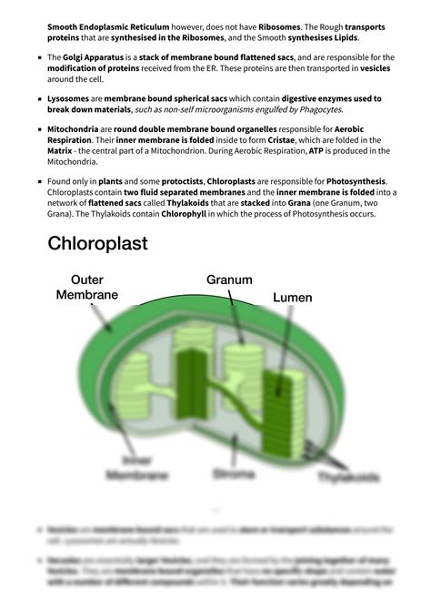 SOLUTION Cell Structure Notes Organelle Structure And Function Studypool SOLUTION Cell Structure Notes Organelle Structure And Function Studypool