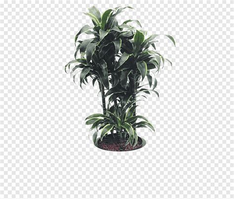 Pot Bunga Pohon Houseplant Evergreen Semak Pohon Arecales Dracaena