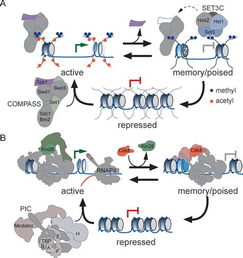 Figures And Data In Set1 Compass And Mediator Are Repurposed To Promote