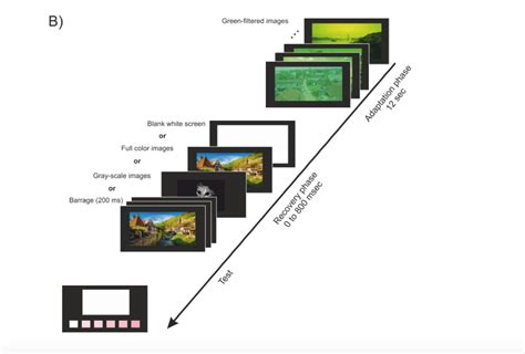 Adaptive Mechanisms And Afterimages Sapien Labs Shaping The Future Of Mind Health