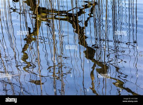 Tree Branch And Reeds Reflected In Water Stock Photo Alamy