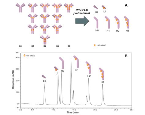 Adc药物抗体比 Dar 的表征分析方法 脉脉
