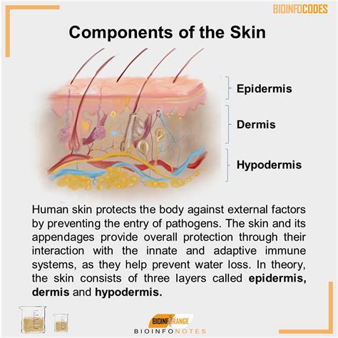 Structure Of The Epidermis Biological Science Picture Root Structure