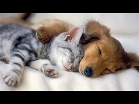 Sleepy Animals