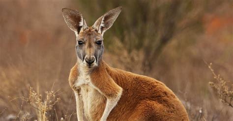 National Animals Of Oceania Quiz By Phobose