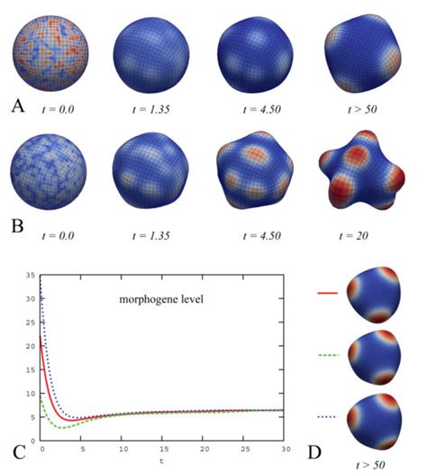 18 Simulation Examples Of Spontaneous Tissue Pattern Formation